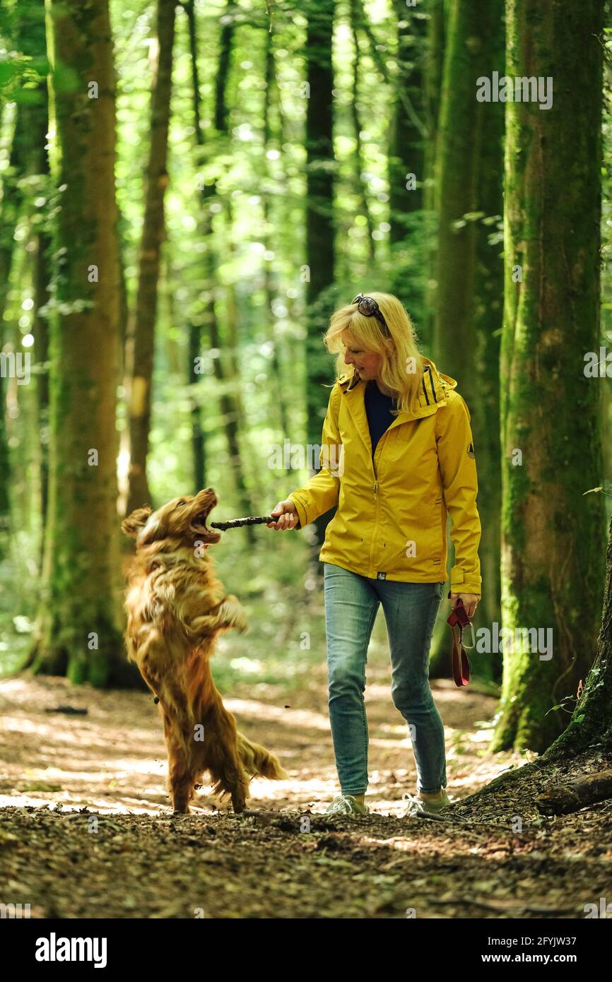 Woman in a yellow coat walking and playing with her cocker spaniel dog ...