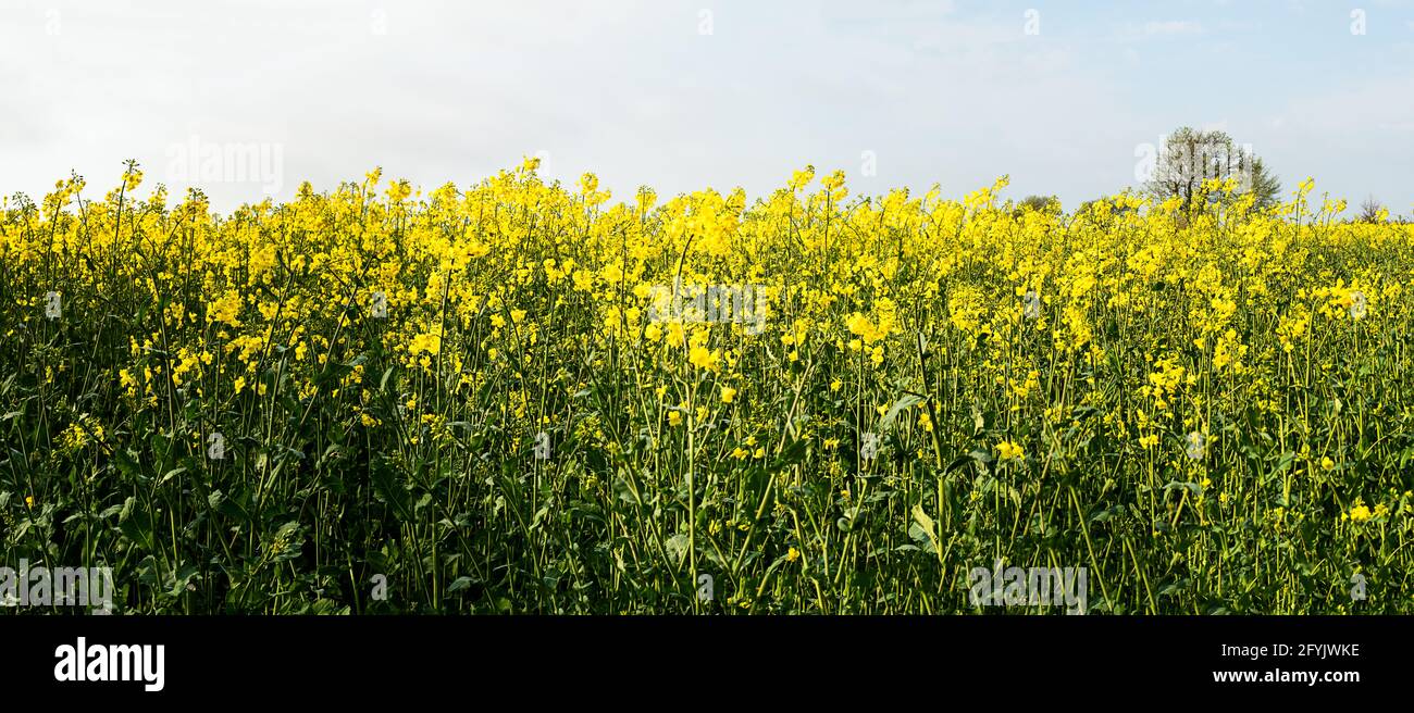 Panorama view of field of yellow rapeseed flower field. Photo taken in ...
