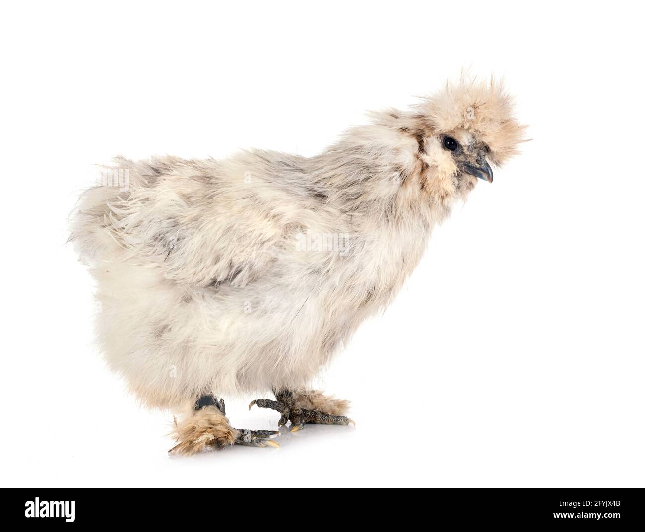 splash Silkie in front of white background Stock Photo - Alamy