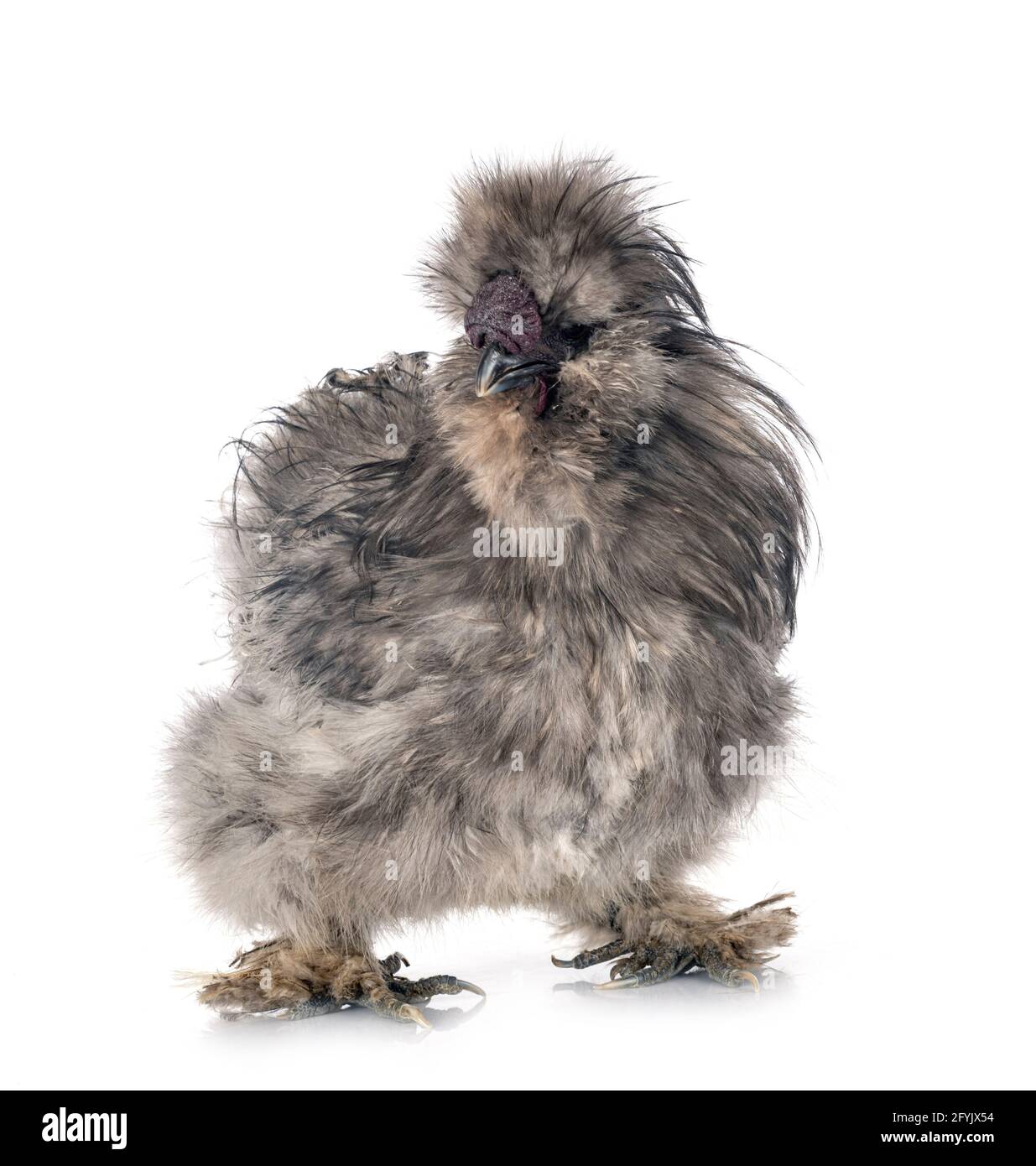 splash Silkie in front of white background Stock Photo - Alamy