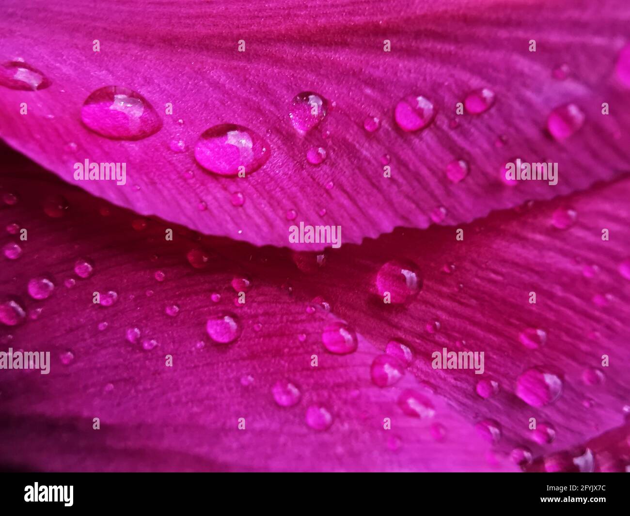 Closeup shot of waterdrops on the pink petal Stock Photo - Alamy