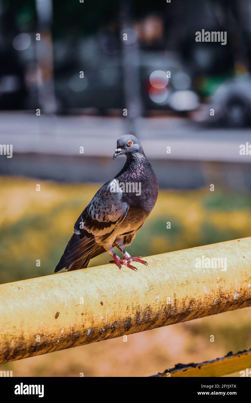 Vertical shot of a pigeon perched on a pole Stock Photo - Alamy