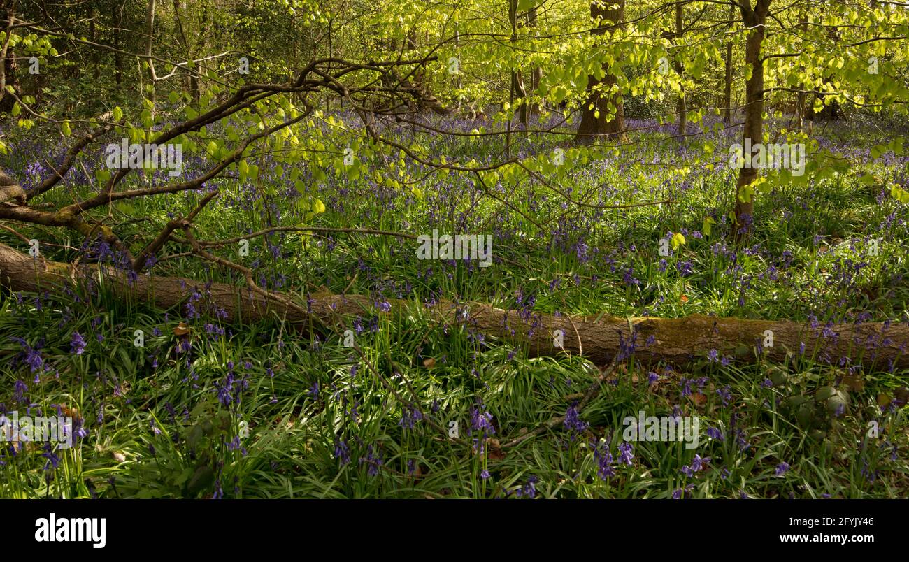 English bluebell, common bluebell, harebell in woodland and bright ...