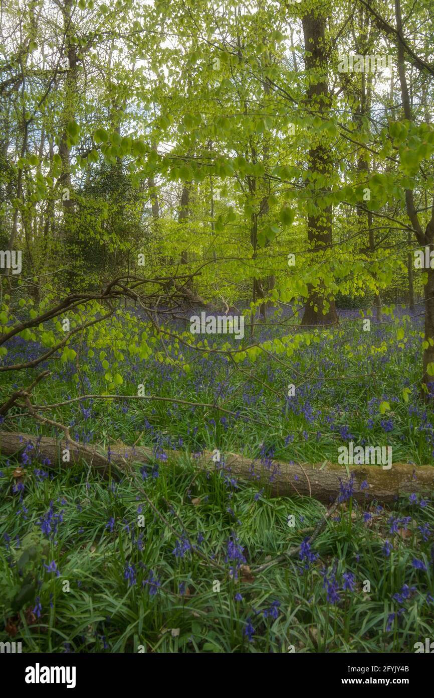 English bluebell, common bluebell, harebell in woodland and bright ...