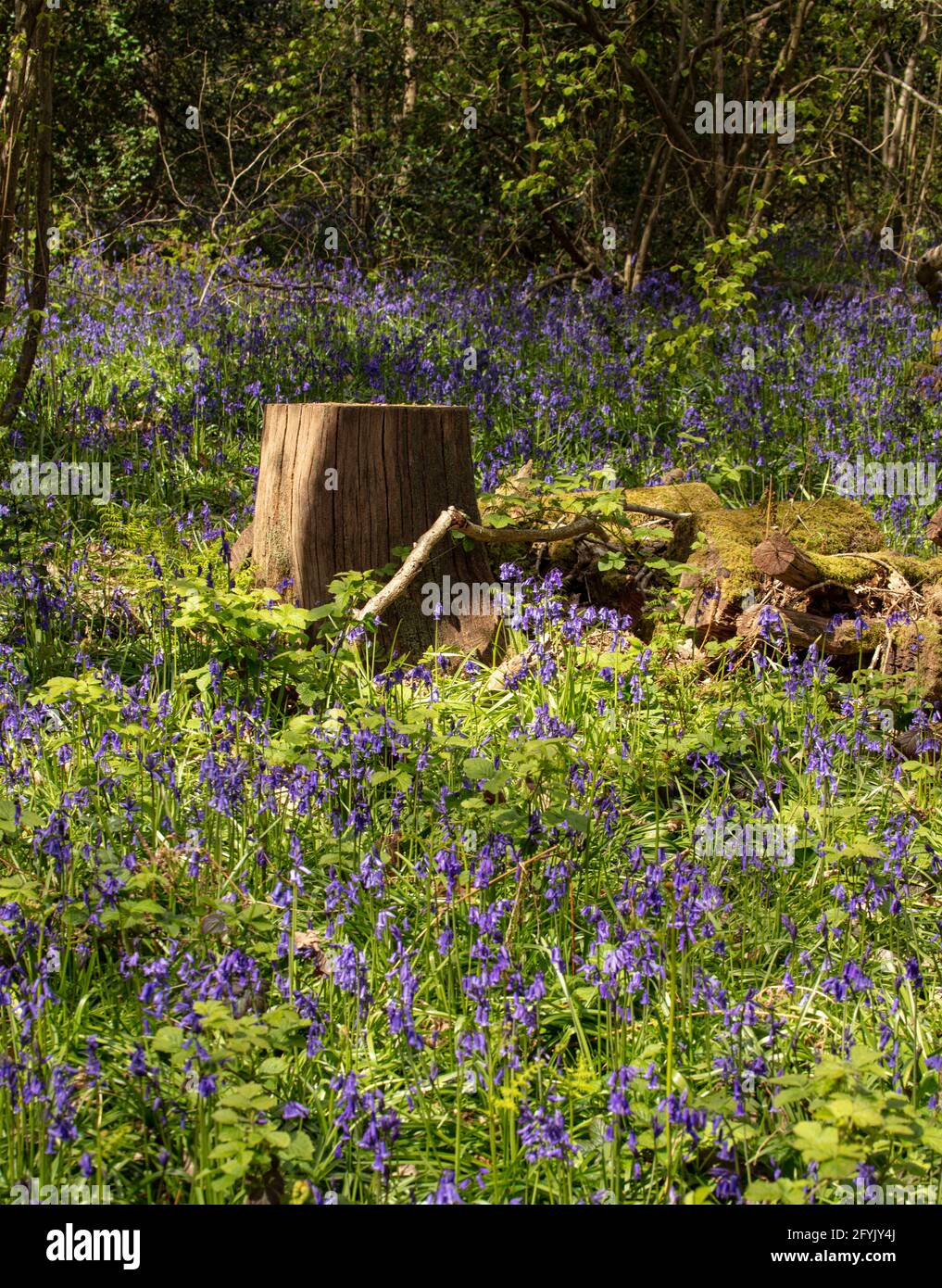 English bluebell, common bluebell, harebell in woodland and bright ...