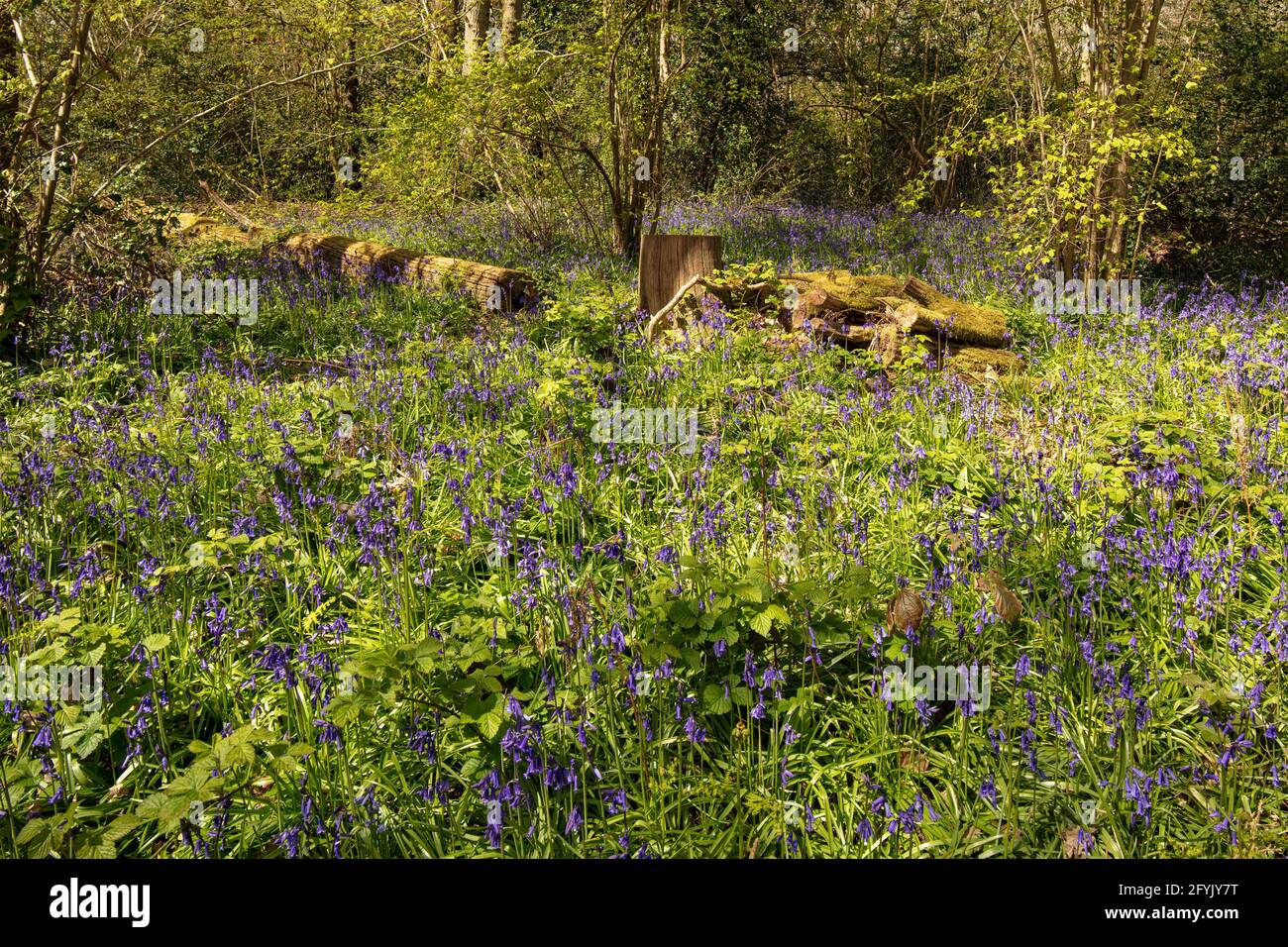 English bluebell, common bluebell, harebell in woodland and bright ...