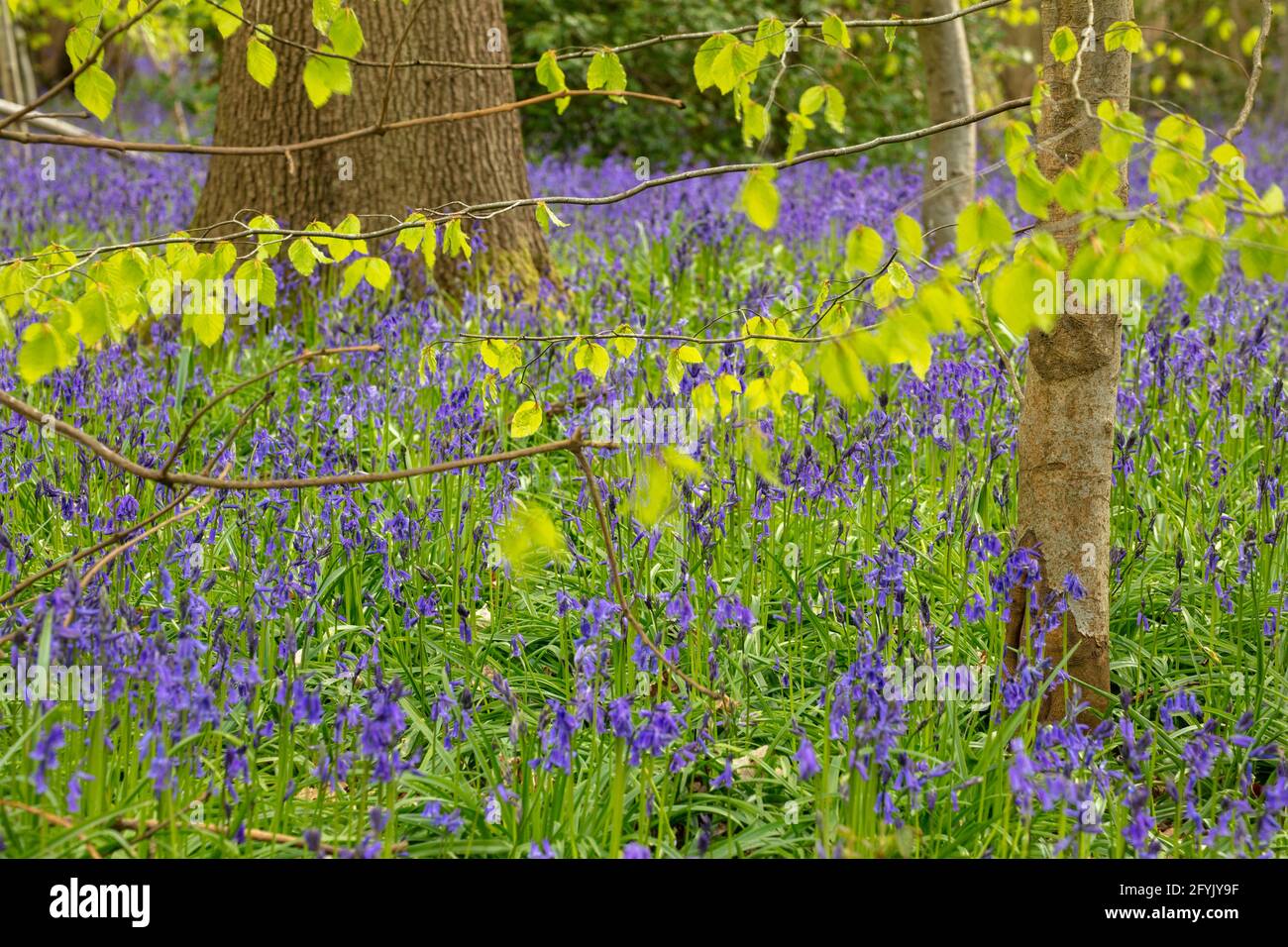 English bluebell, common bluebell, harebell in woodland and bright ...