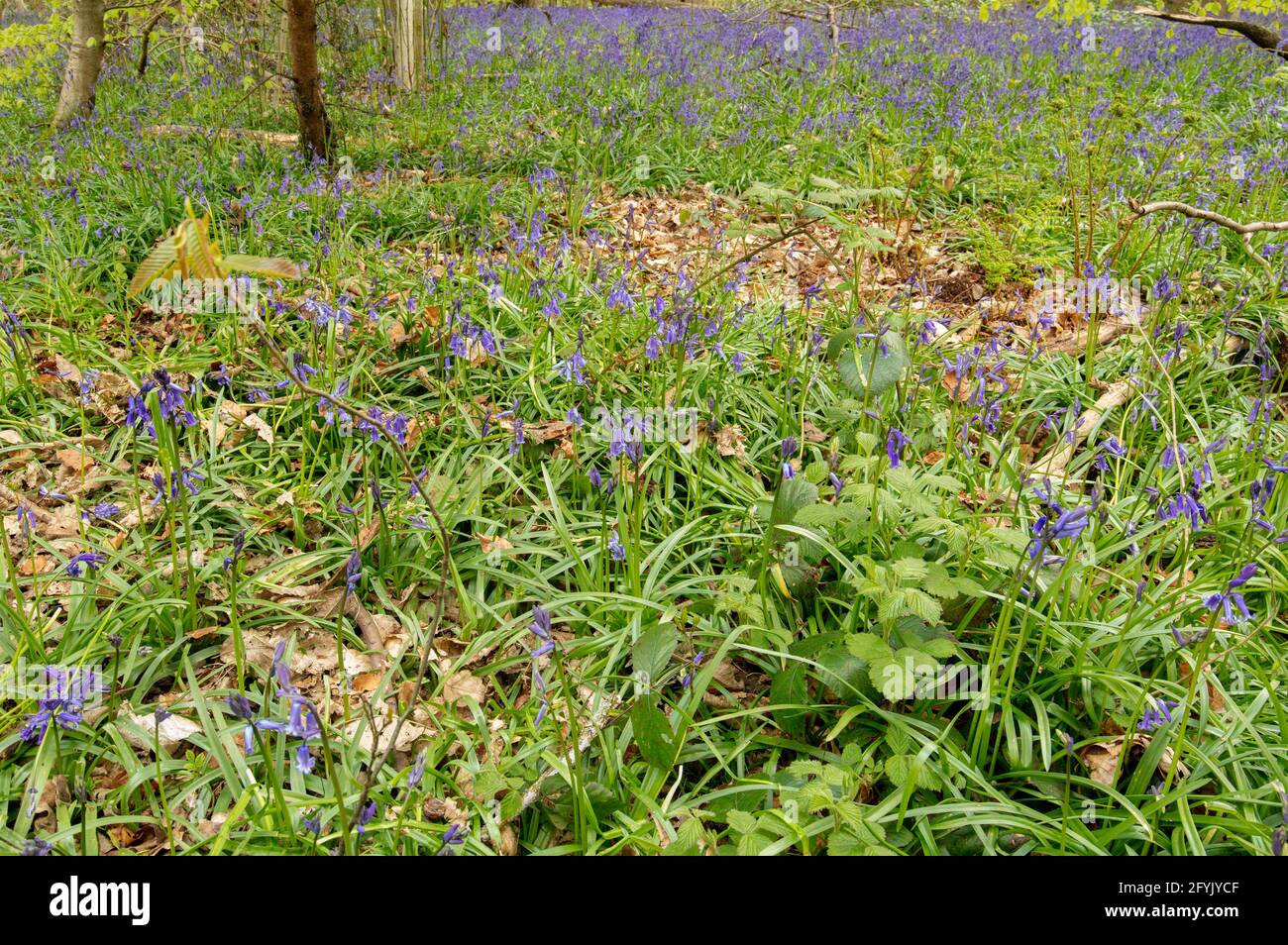 English bluebell, common bluebell, harebell in woodland and bright ...