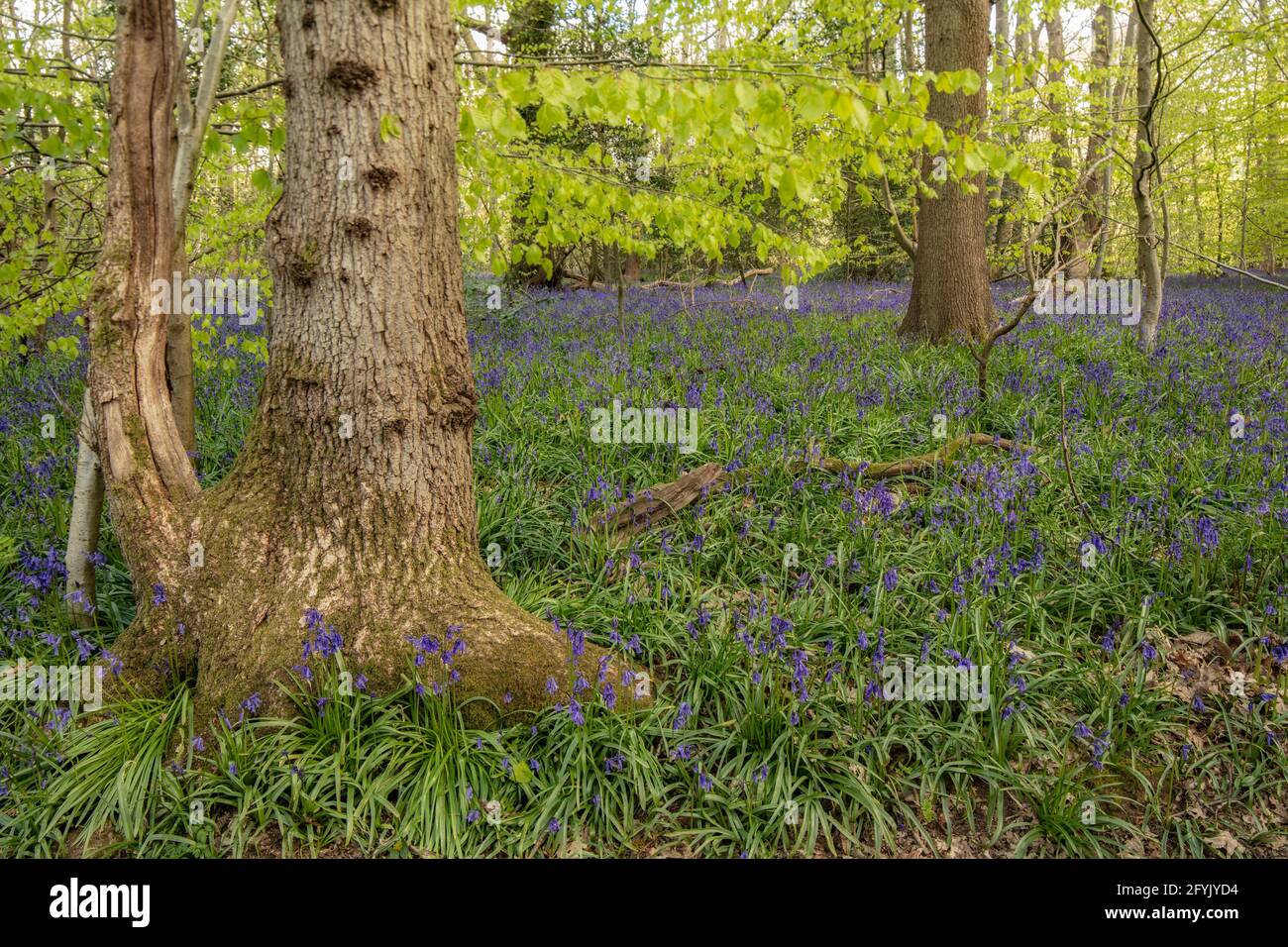 English bluebell, common bluebell, harebell in woodland and bright ...