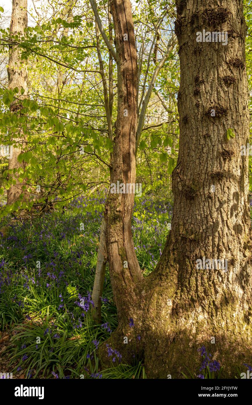 English bluebell, common bluebell, harebell in woodland and bright ...