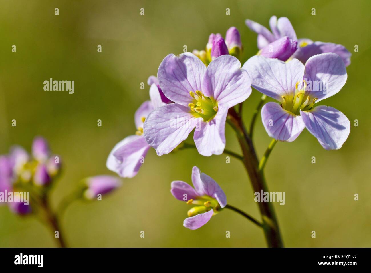 Open flowers hi-res stock photography and images - Alamy