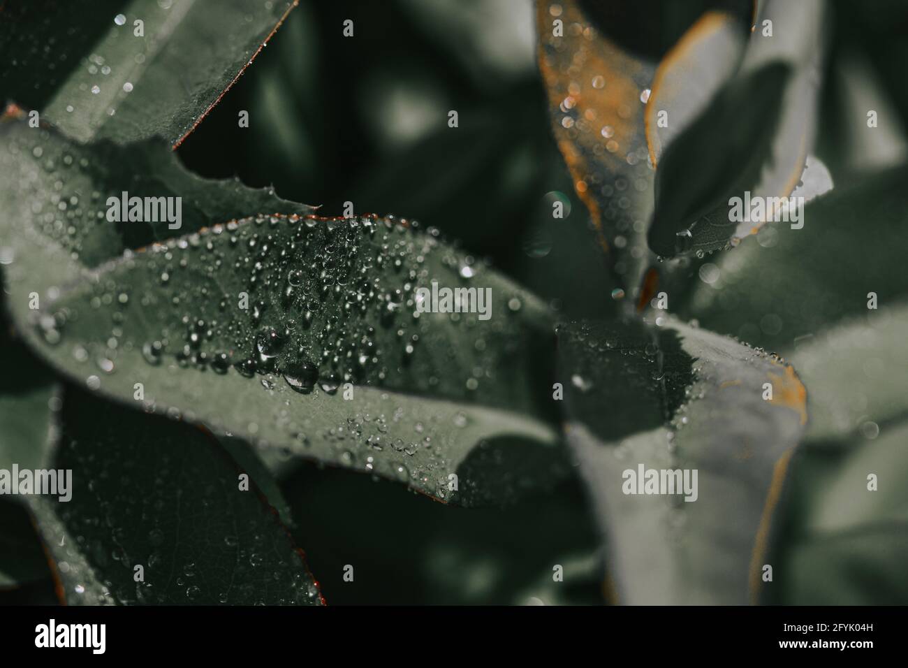 Plant leaves with rain drops Stock Photo - Alamy