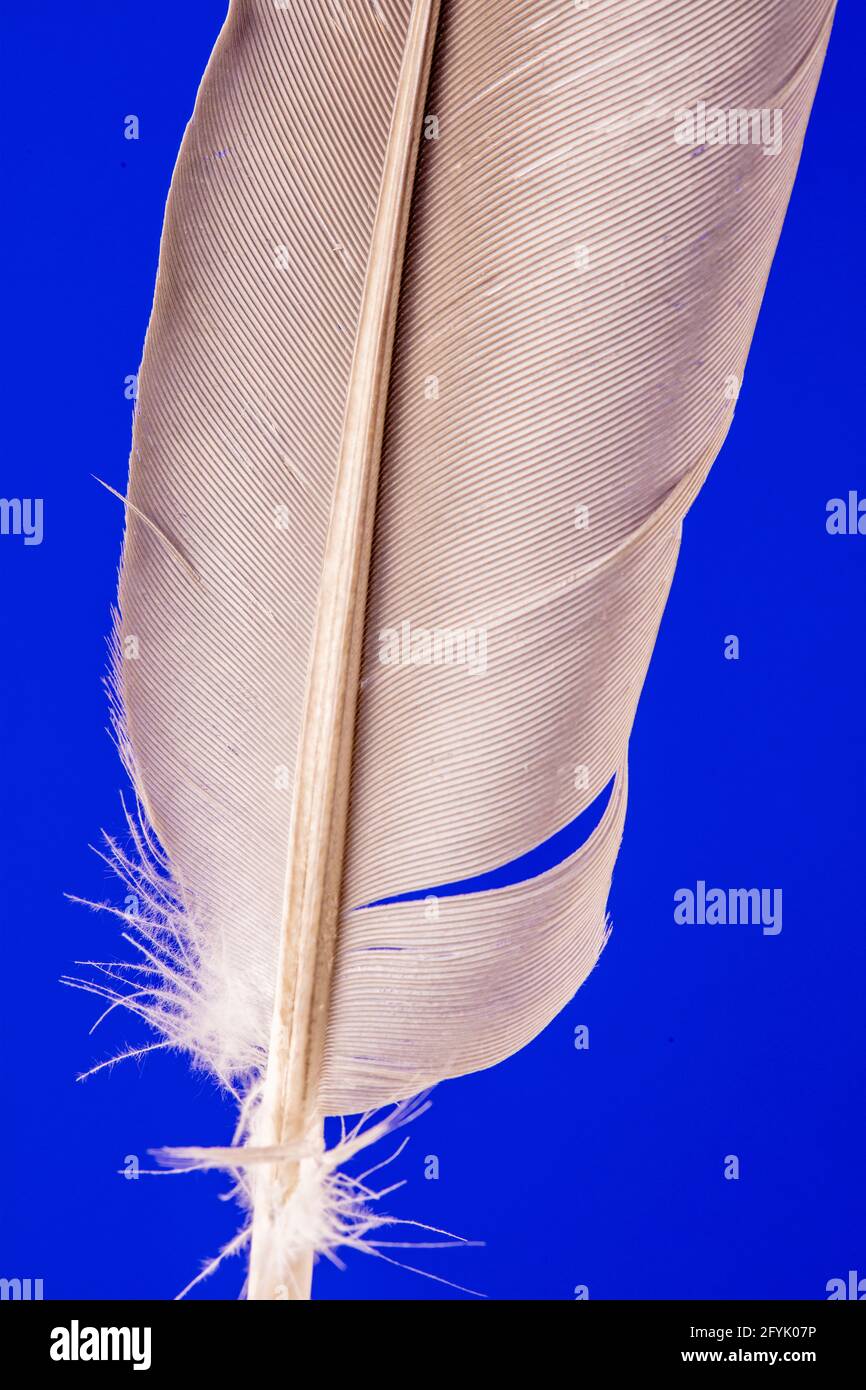 Still-life of single bird feather against solid background, textures ...