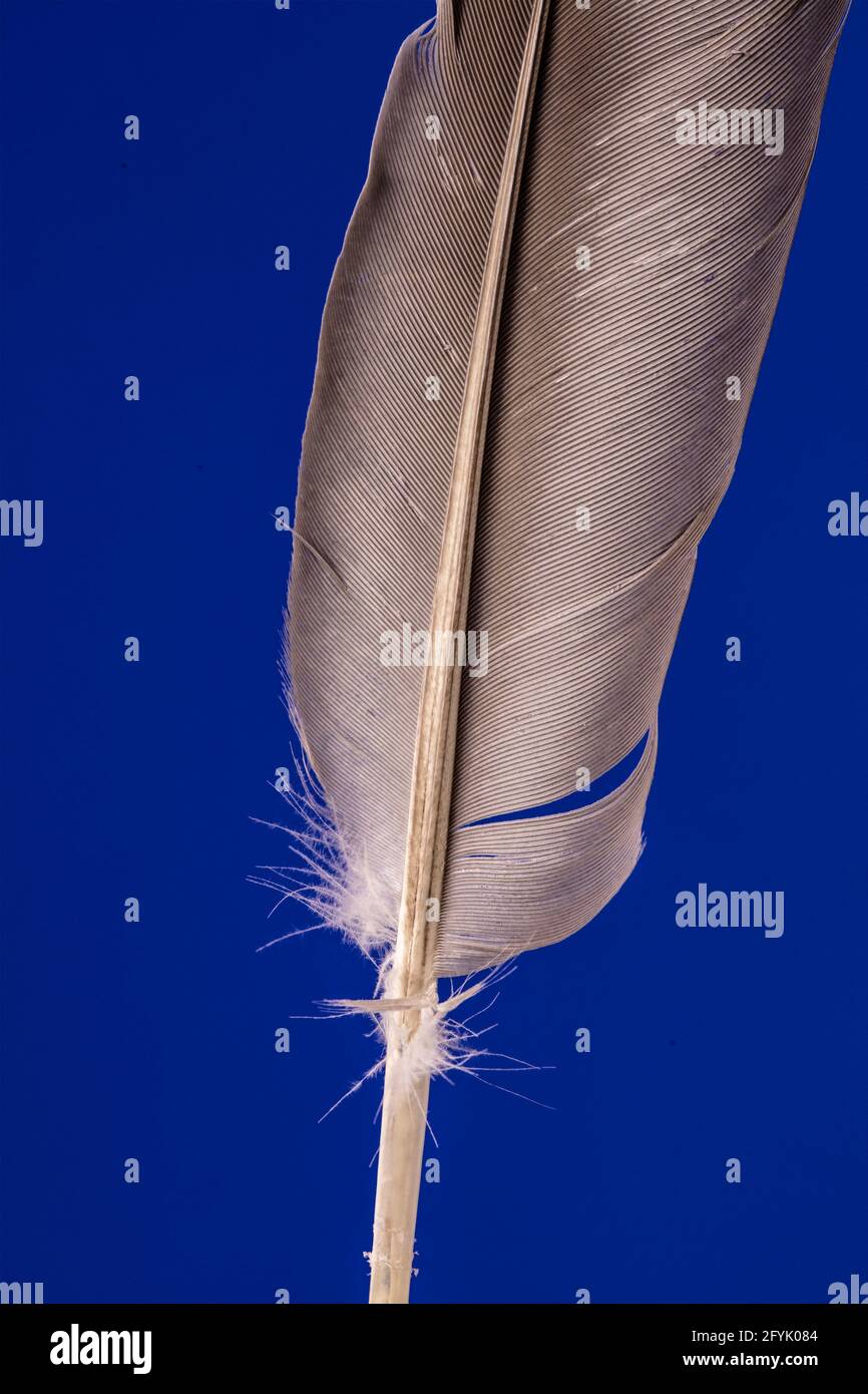 Waterproofing her feathers hi-res stock photography and images - Alamy