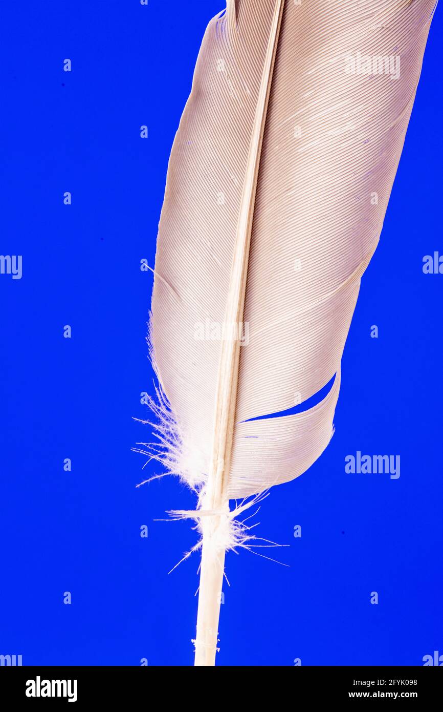 Still-life of single bird feather against solid background, textures ...