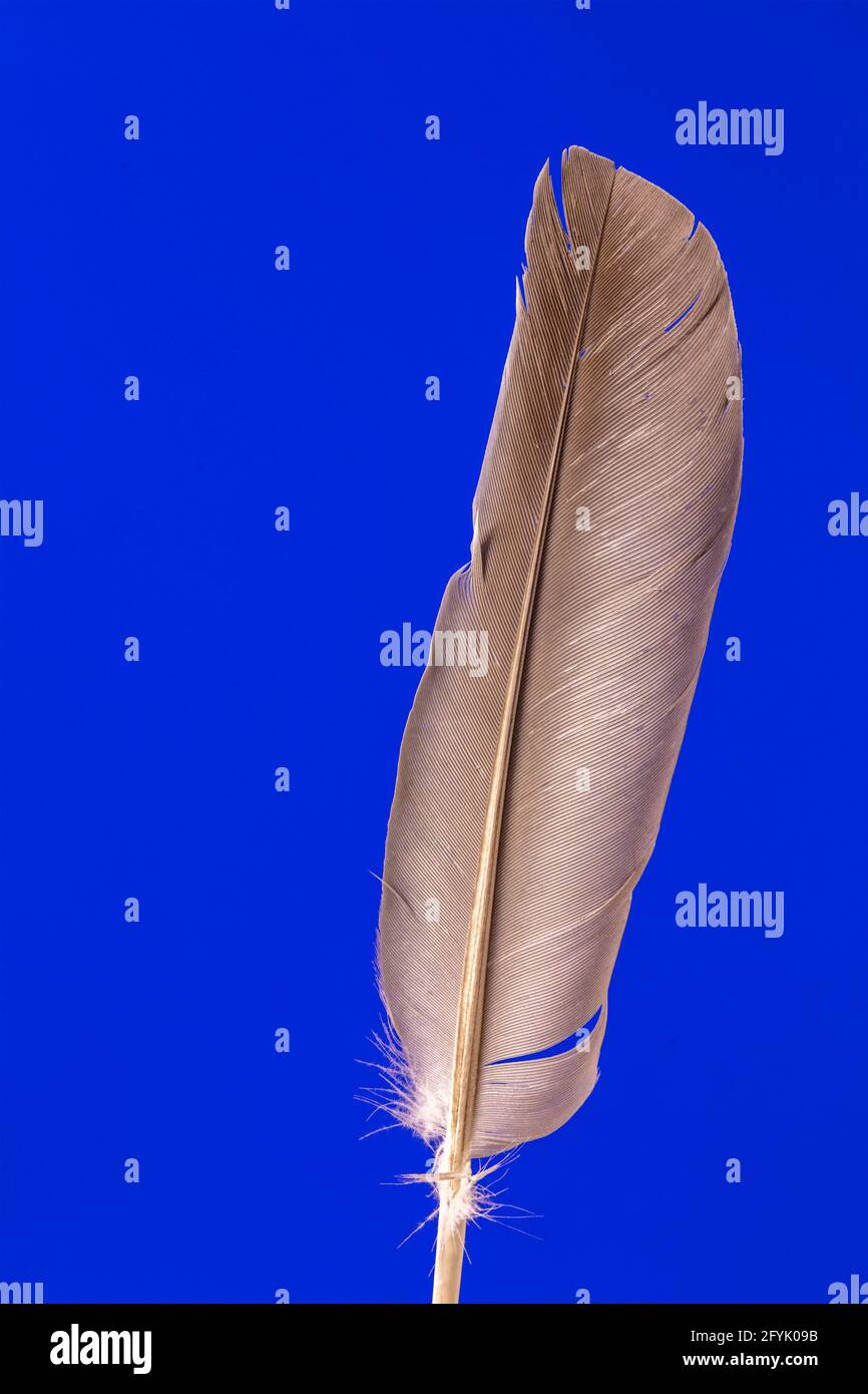 Still-life of single bird feather against solid background, textures ...
