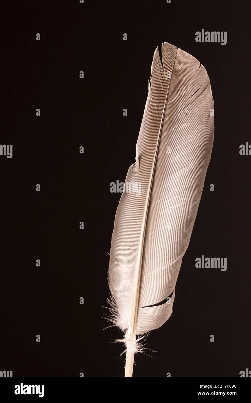 Still-life of single bird feather against solid background, textures ...