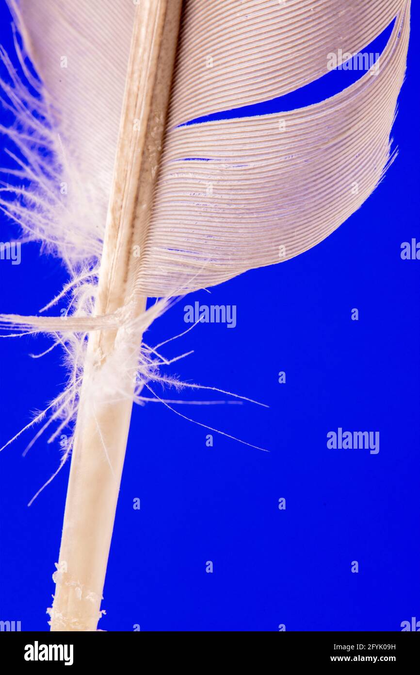 Still-life of single bird feather against solid background, textures ...