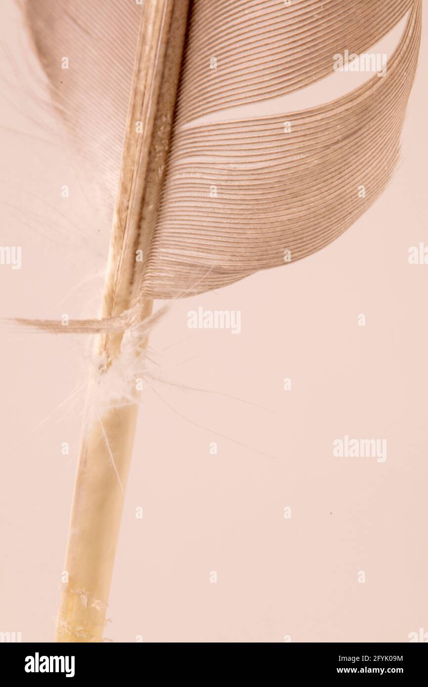 Still-life of single bird feather against solid background, textures ...