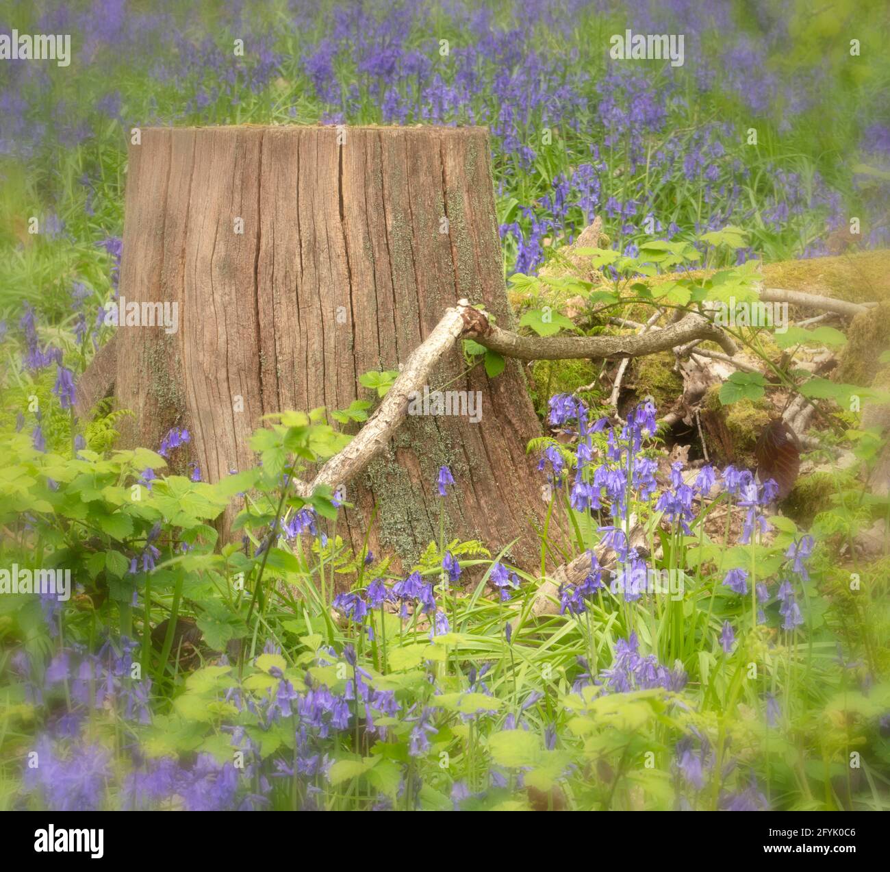 English bluebell, common bluebell, harebell in woodland and bright ...