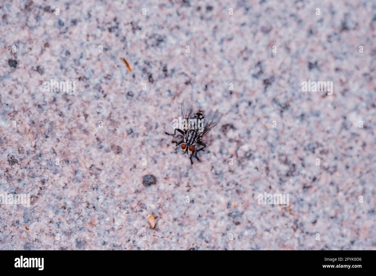Closeup shot of a spotted fly on a rock surface Stock Photo - Alamy