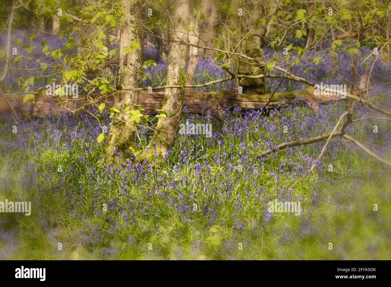 Spring English bluebells in the wider landscape under blue skies and ...