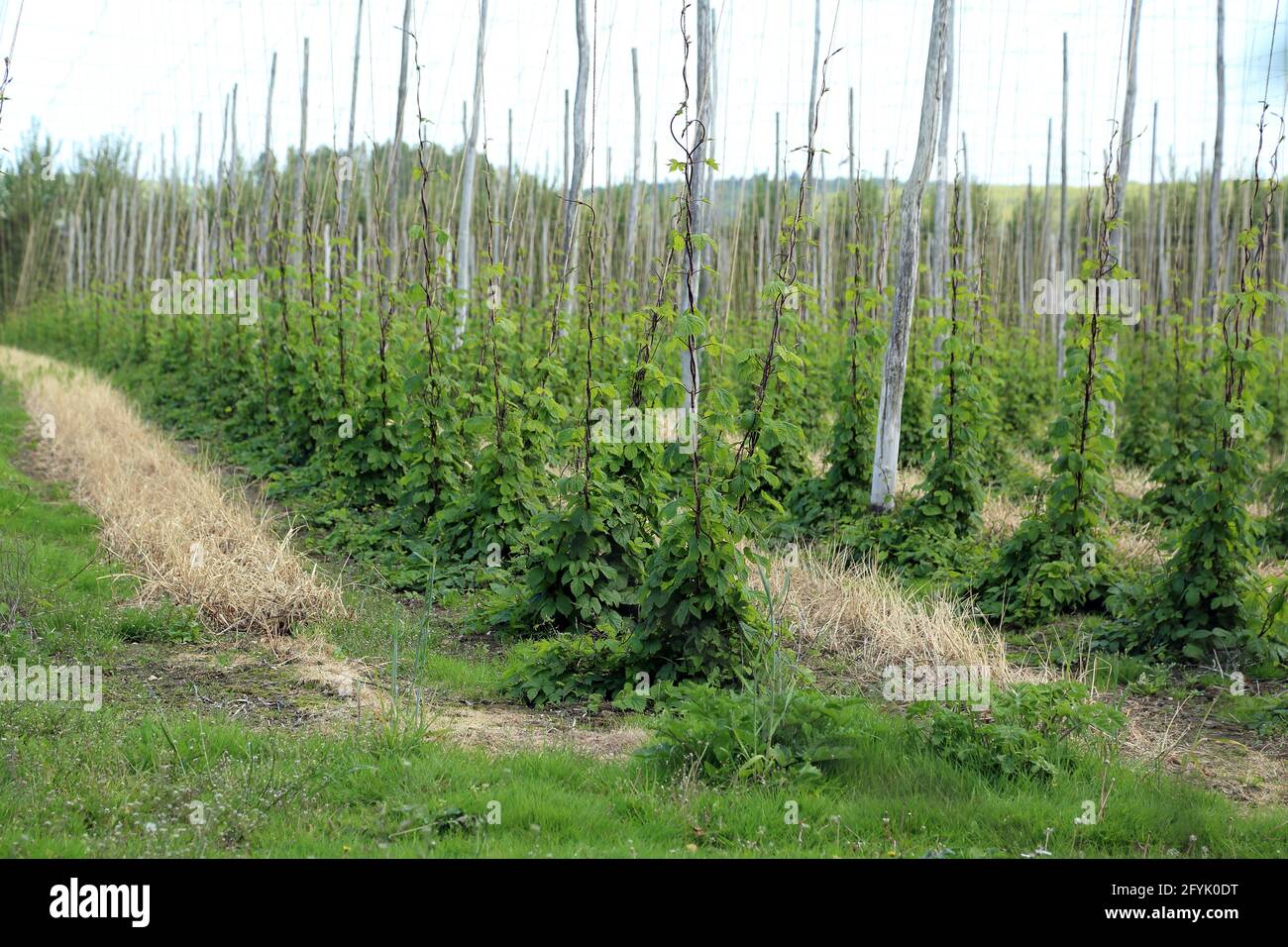 Hop field outside South Street, Boughton under Blean, Canterbury, Kent ...