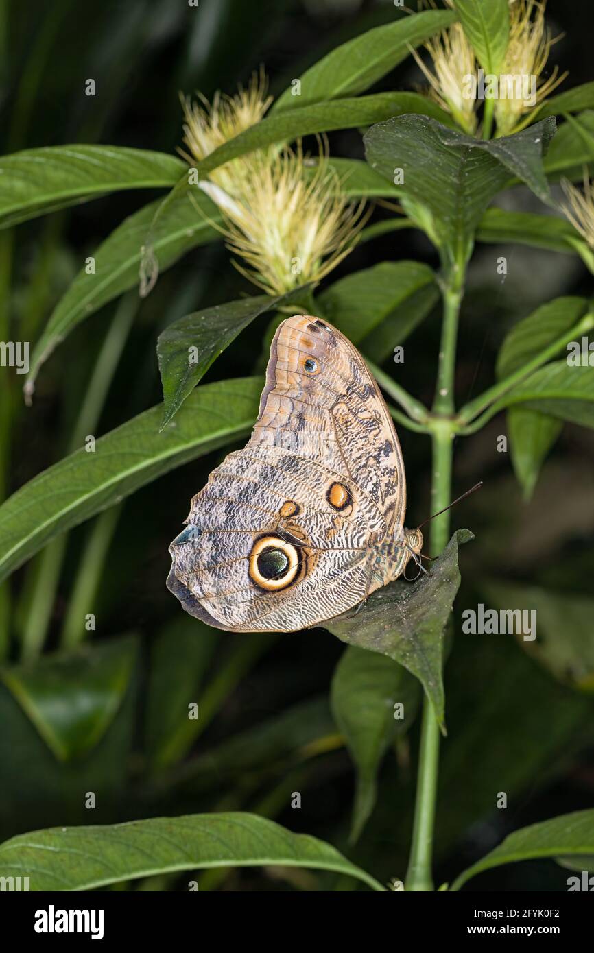 A Dark Owl Butterfly, Caligo braziliensis, in a butterfly aviary in ...