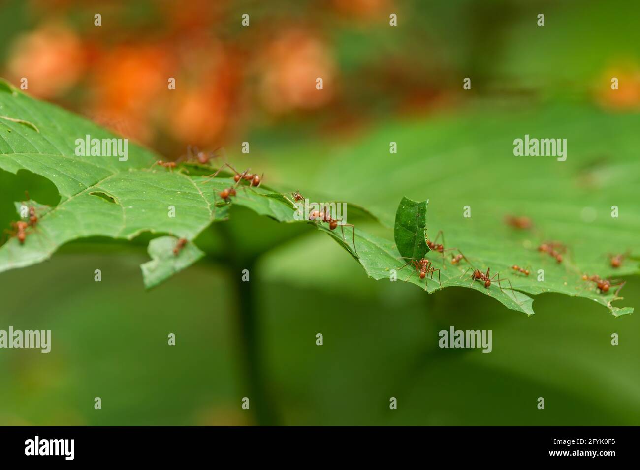 Leafcutter worker ants cutting up a leaf with their manibles to carry ...