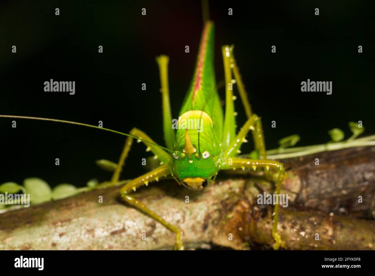 Aka conehead katydid hi-res stock photography and images - Alamy