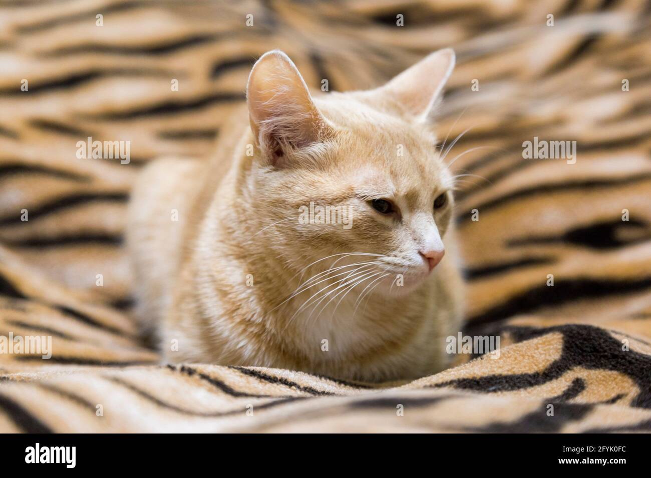 Red cat dozing on the couch Stock Photo - Alamy