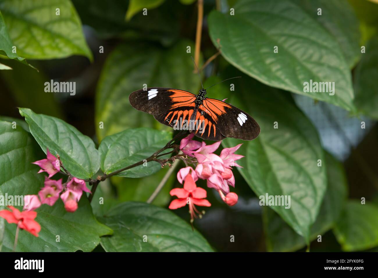 A Doris Longwing, Heliconius doris, in a butterfly aviary in San ...