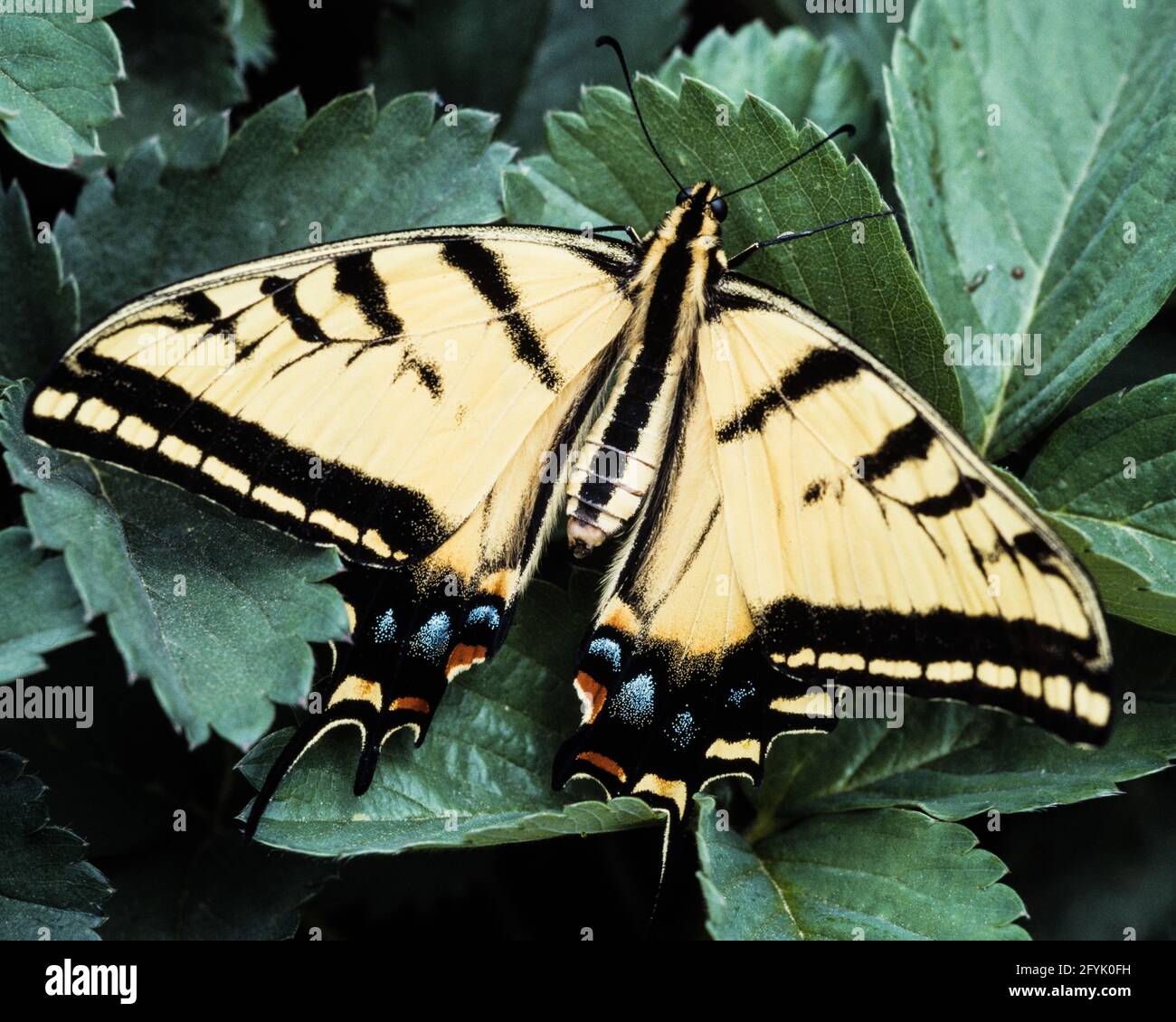 A Western Swallowtail Butterfly, Papilio rutulus, in Utah Stock Photo ...