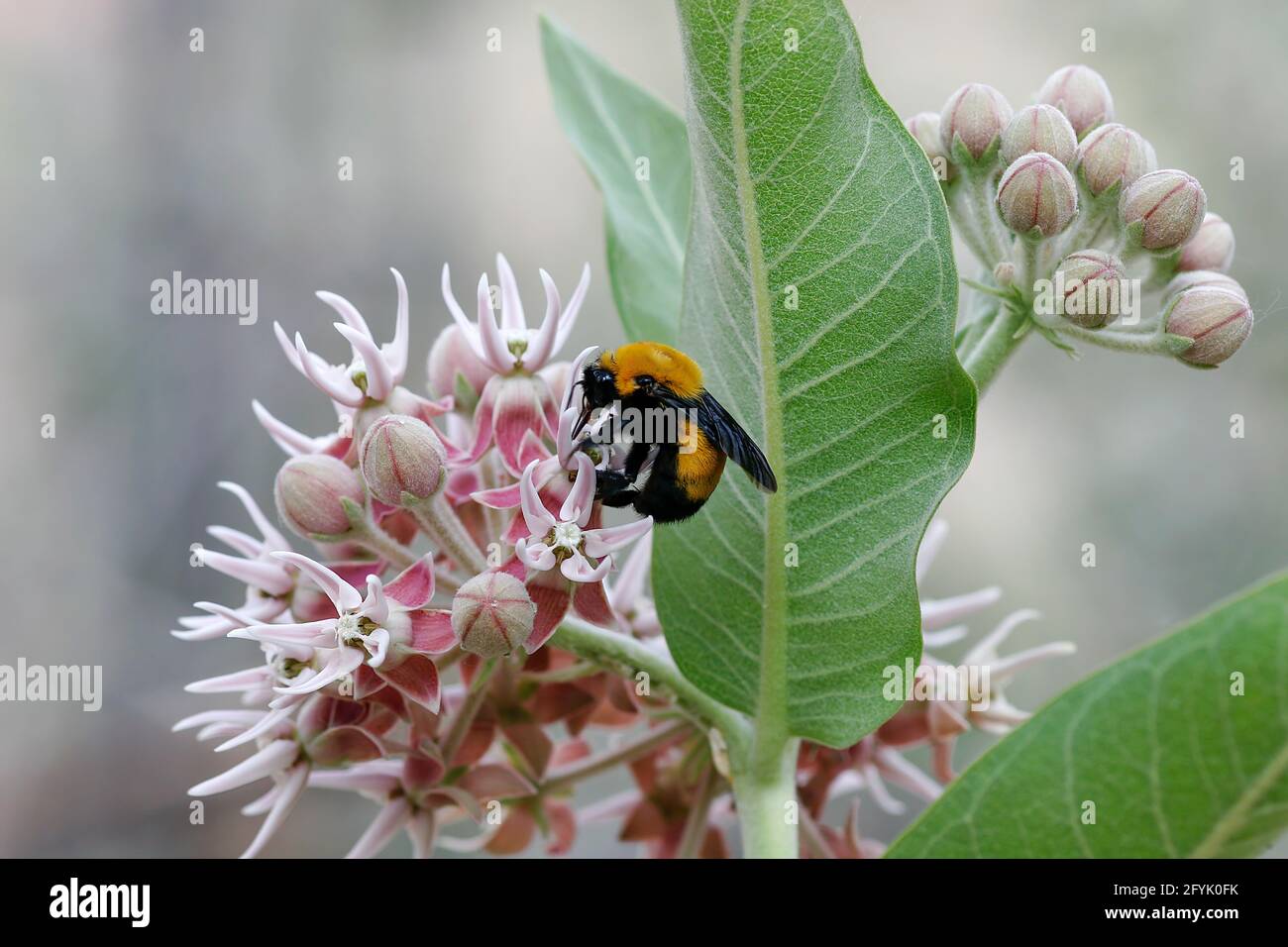 A Golden Northern Bumble Bee, Bombus fervidus, on a Showy Milkweed ...