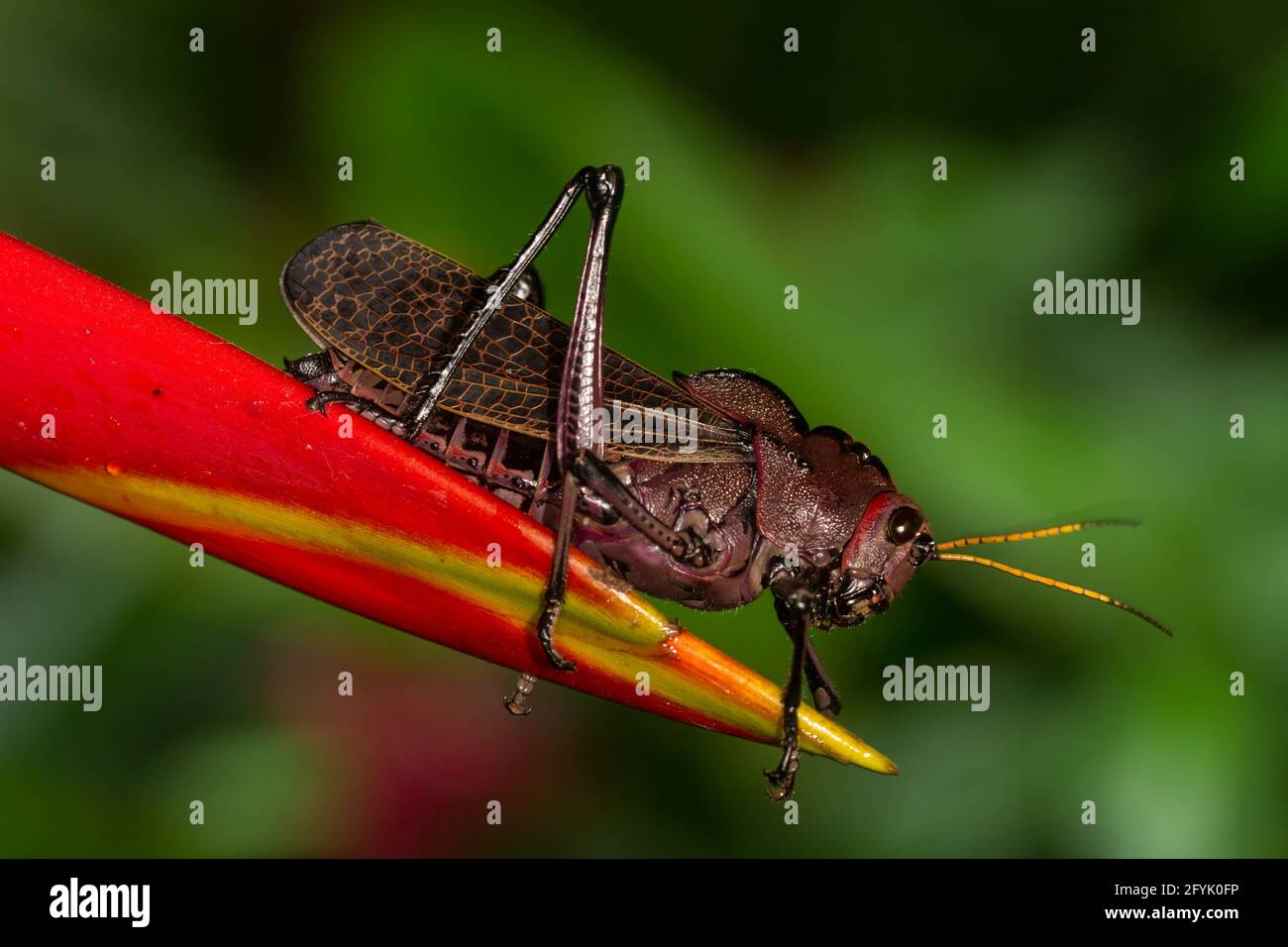 Tropidacris cristata dux hi-res stock photography and images - Alamy