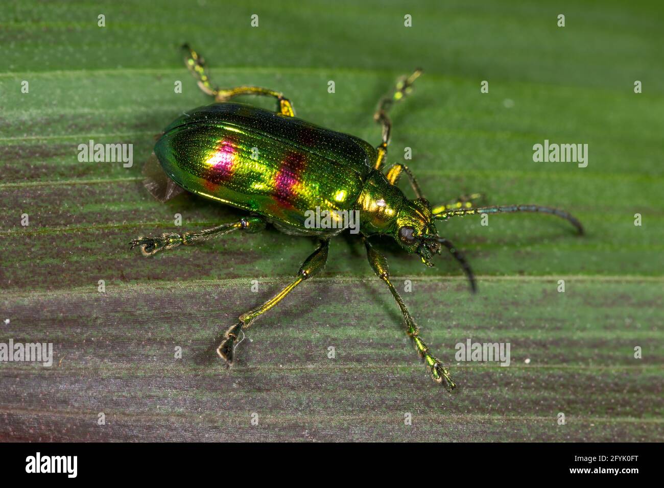 Gold Beetle Costa Rica