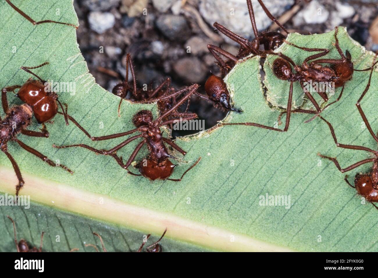 Leafcutter worker ants cutting up a leaf with their manibles to carry ...