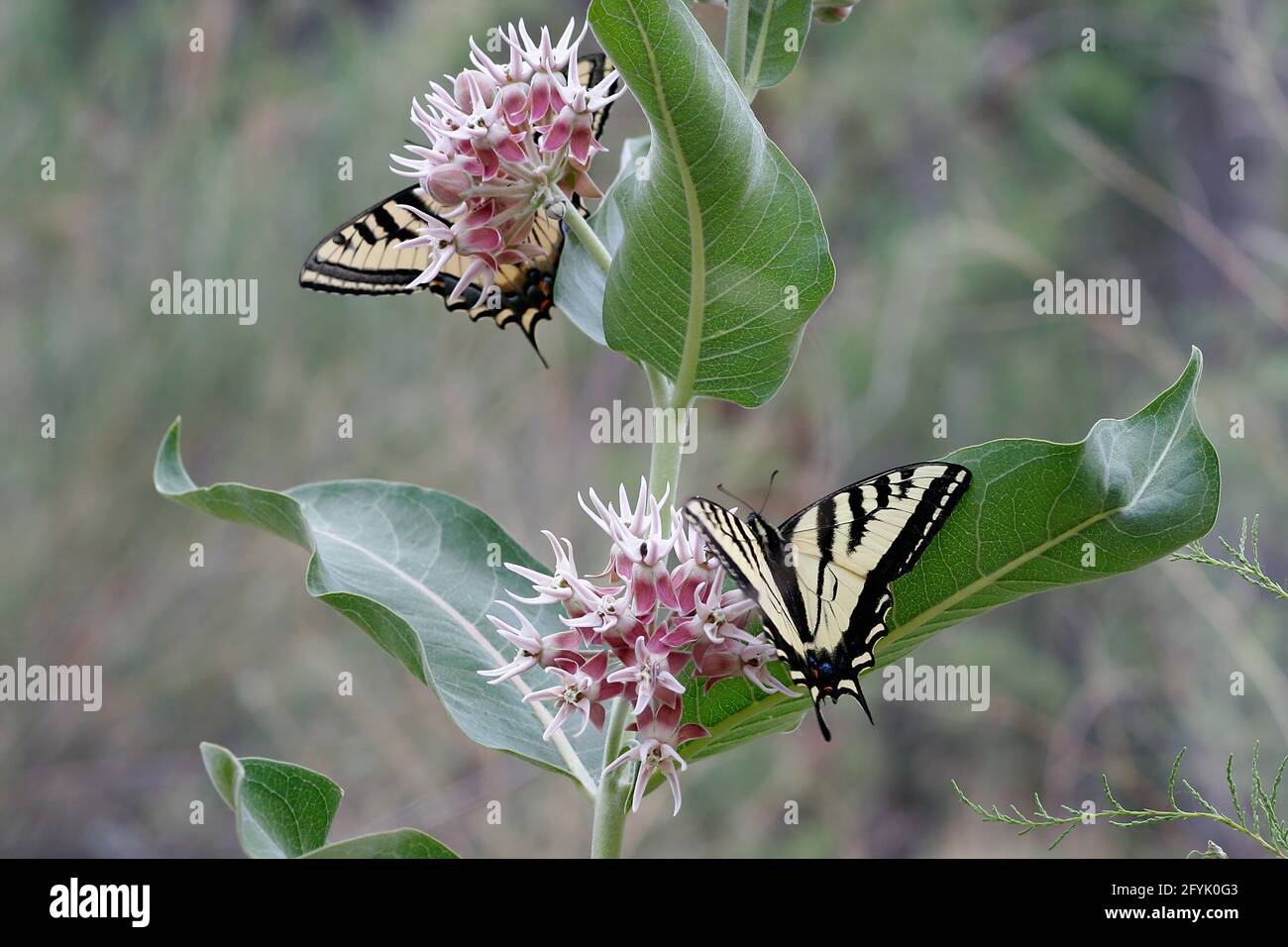 Two Western Swallowtail Butterflies, Papilio rutulus, feeding on ...