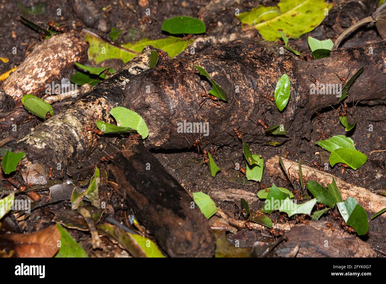 Leaf Cutter Ant Trail