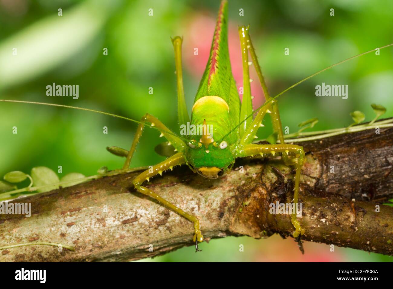 Aka rhinoceros spearbearer katydid hi-res stock photography and images ...