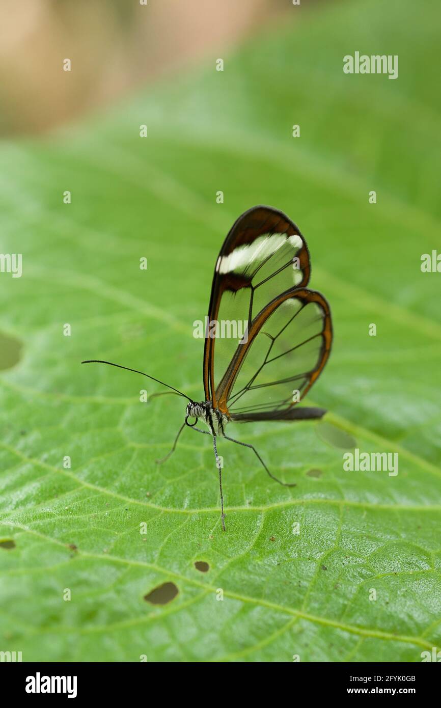 A Paula's Clearwing Butterfly, Oleria paula, in a butterfly aviary in ...