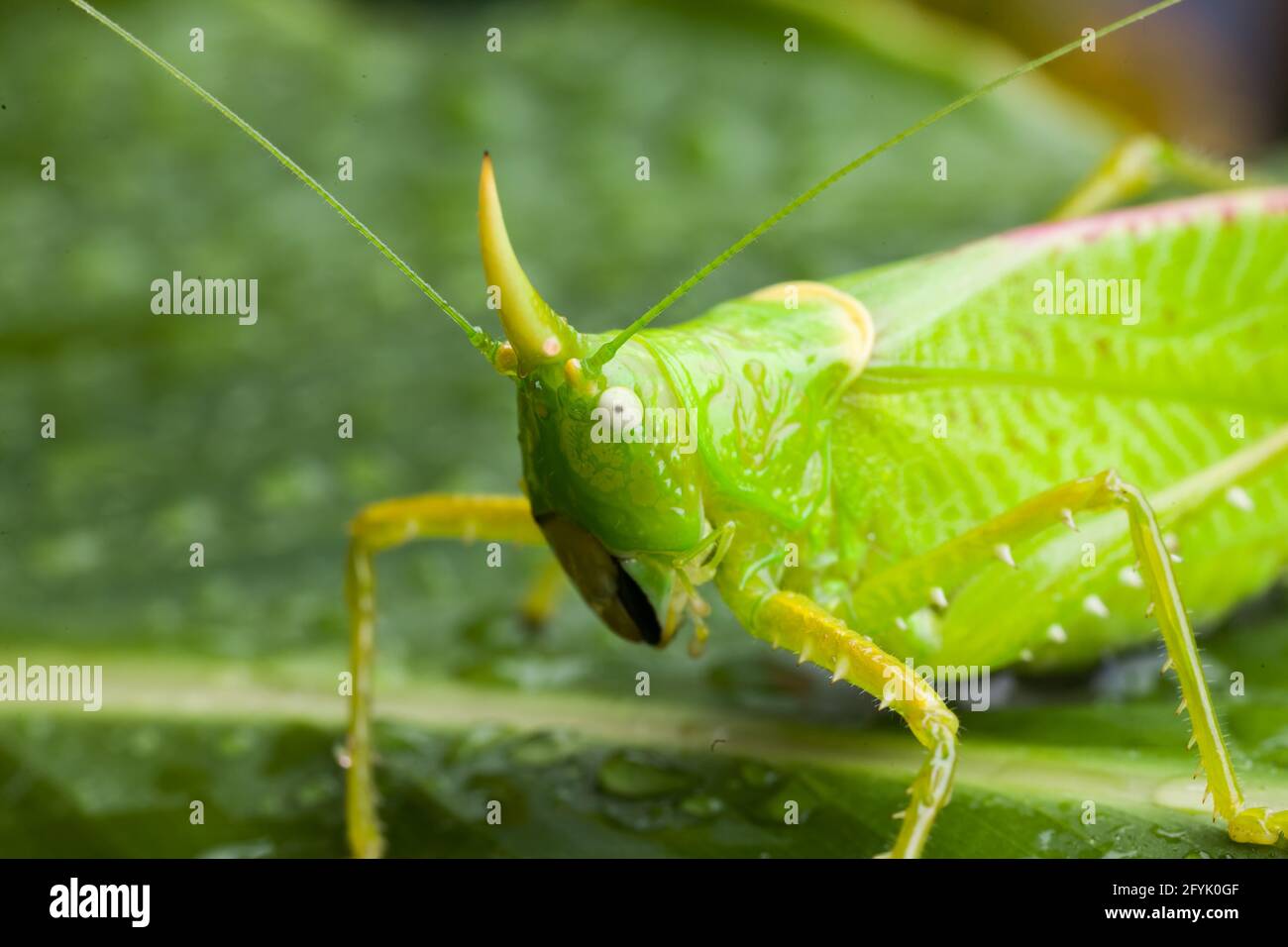 A Rhinoceros Katydid, Copiphora rhinoceros, in the rainforest of Costa ...
