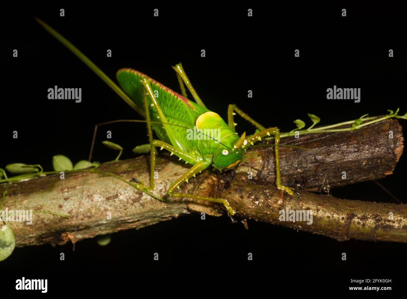 Aka rhinoceros spearbearer katydid hi-res stock photography and images ...