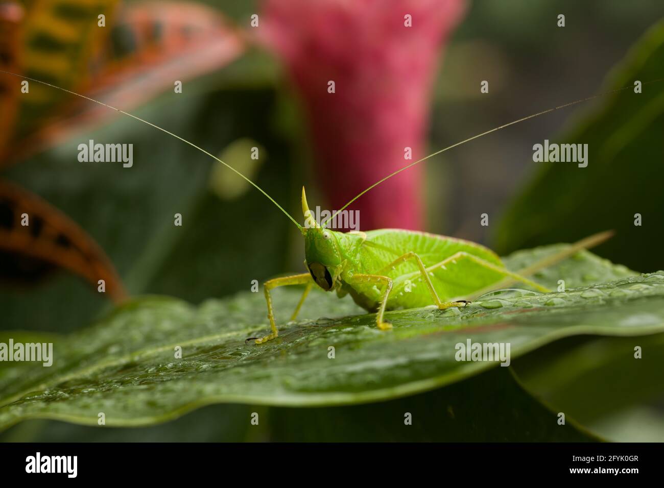 Spike headed katydid hi-res stock photography and images - Alamy