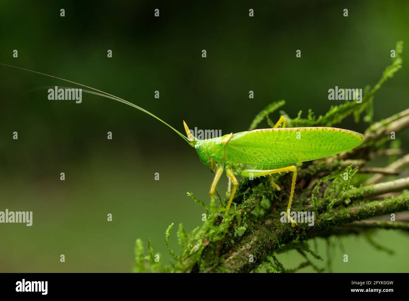 Aka conehead katydid hi-res stock photography and images - Alamy
