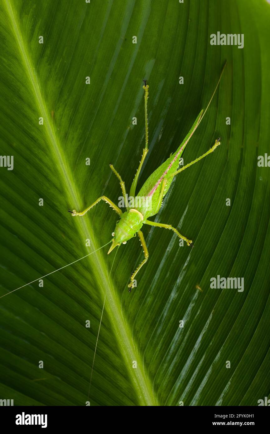 Copiphora rhinoceros hi-res stock photography and images - Alamy