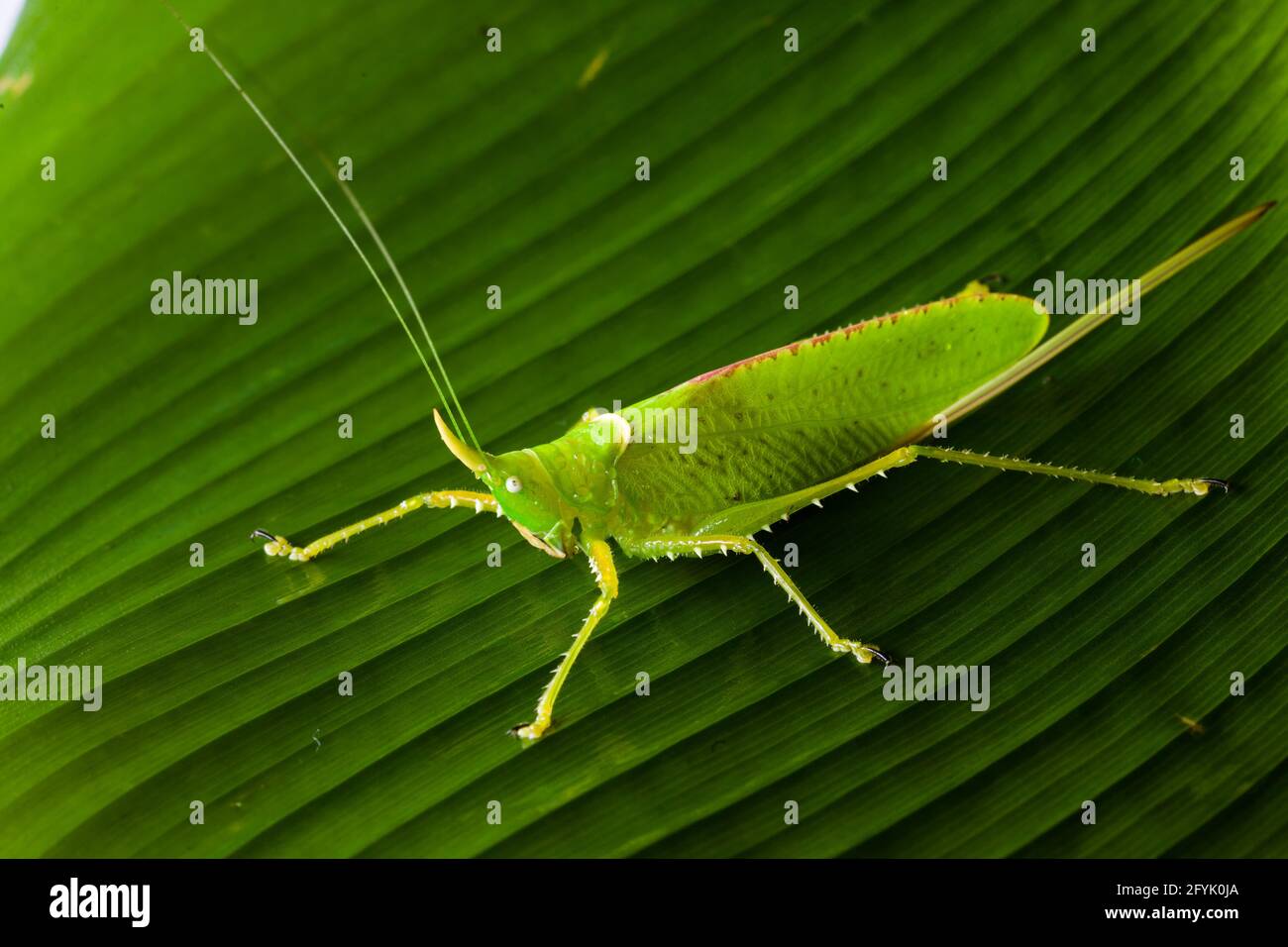 Mature katydid hi-res stock photography and images - Alamy