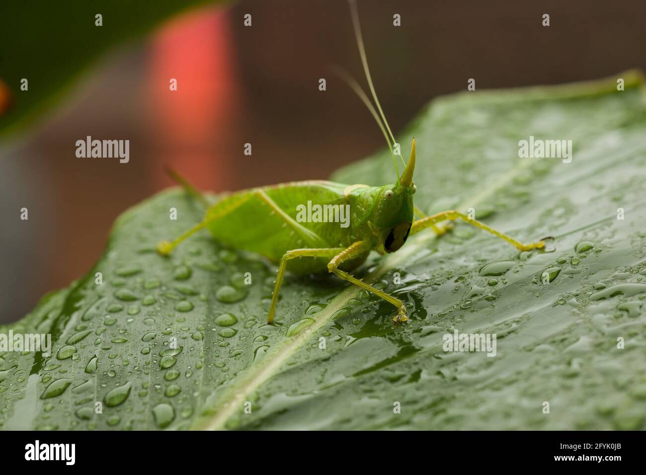 A Rhinoceros Katydid, Copiphora rhinoceros, in the rainforest of Costa ...