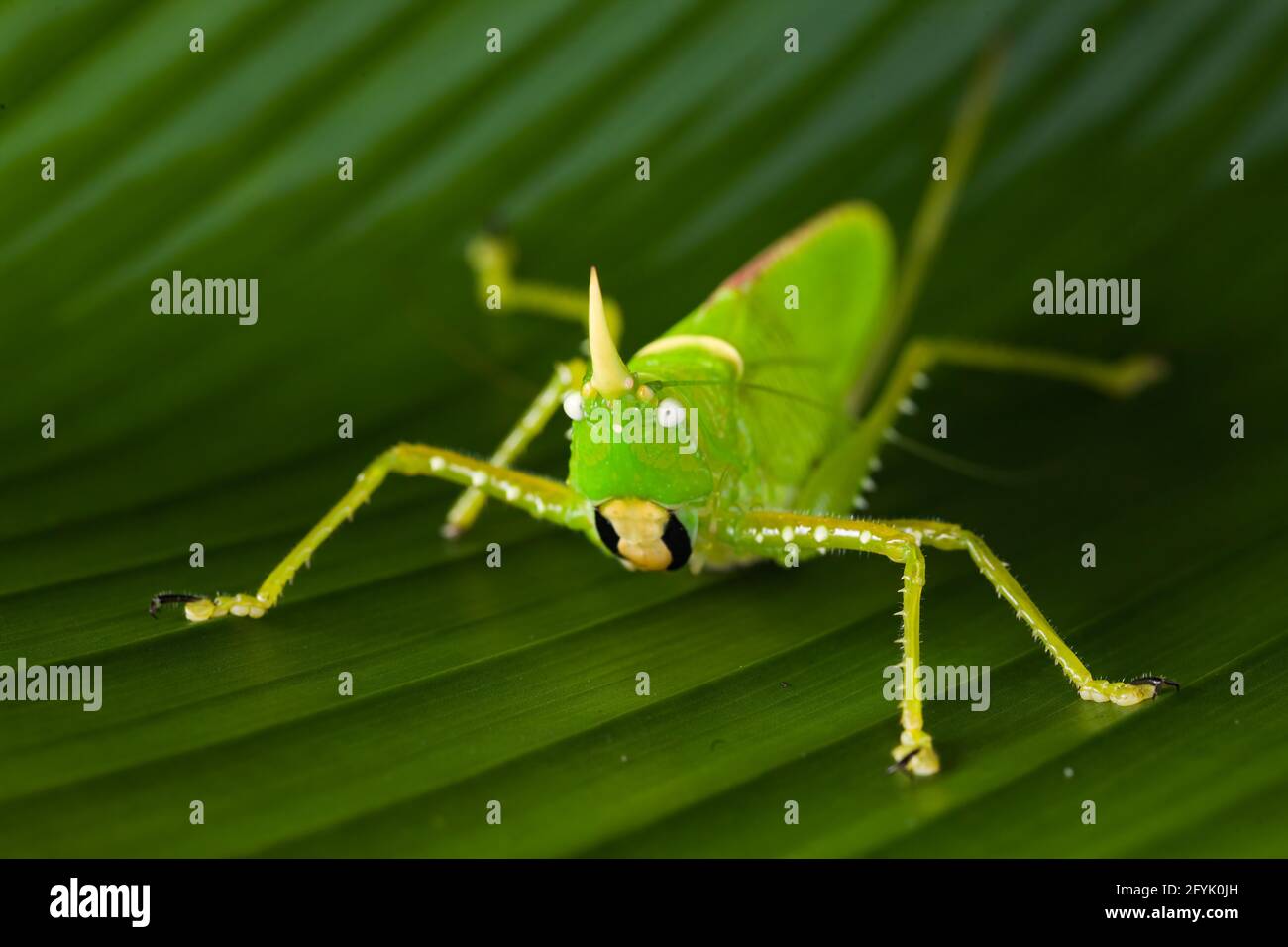 A Rhinoceros Katydid, Copiphora rhinoceros, in the rainforest of Costa ...