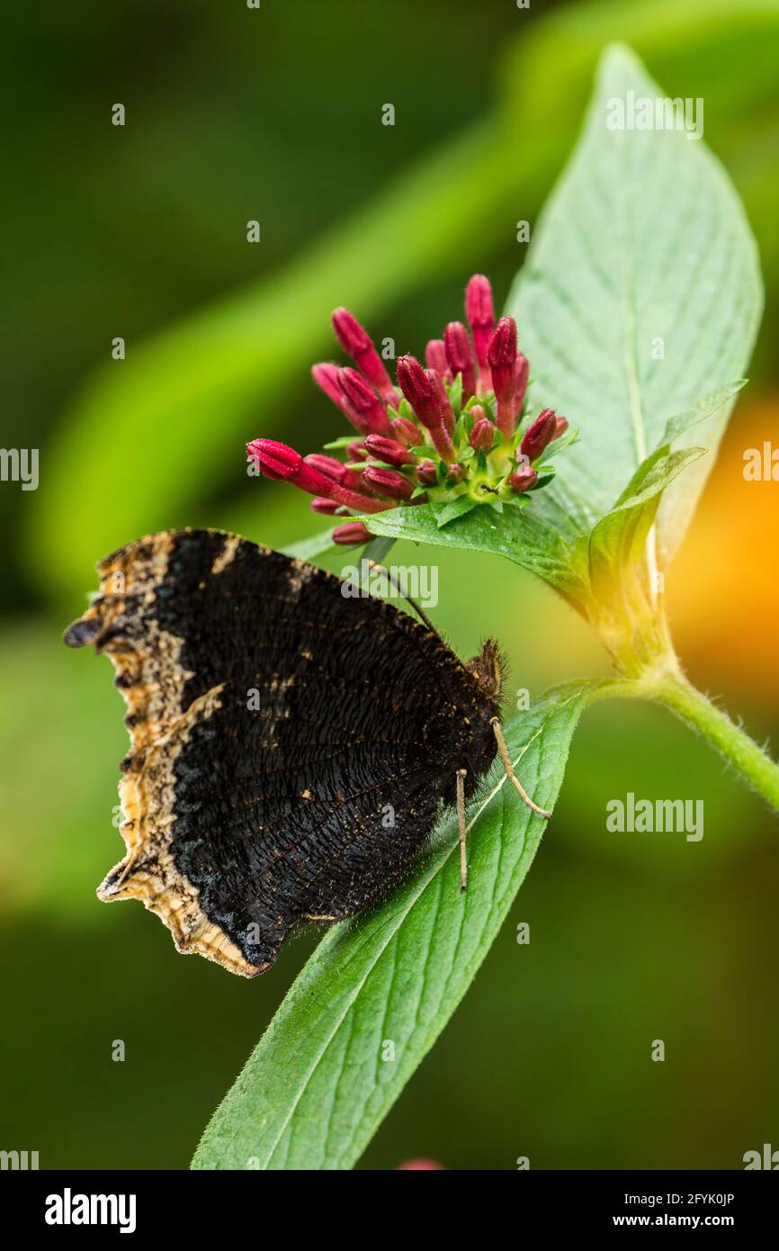 A Mourning Cloak Butterfly, Nymphalis antiopas, on an Egyptian ...